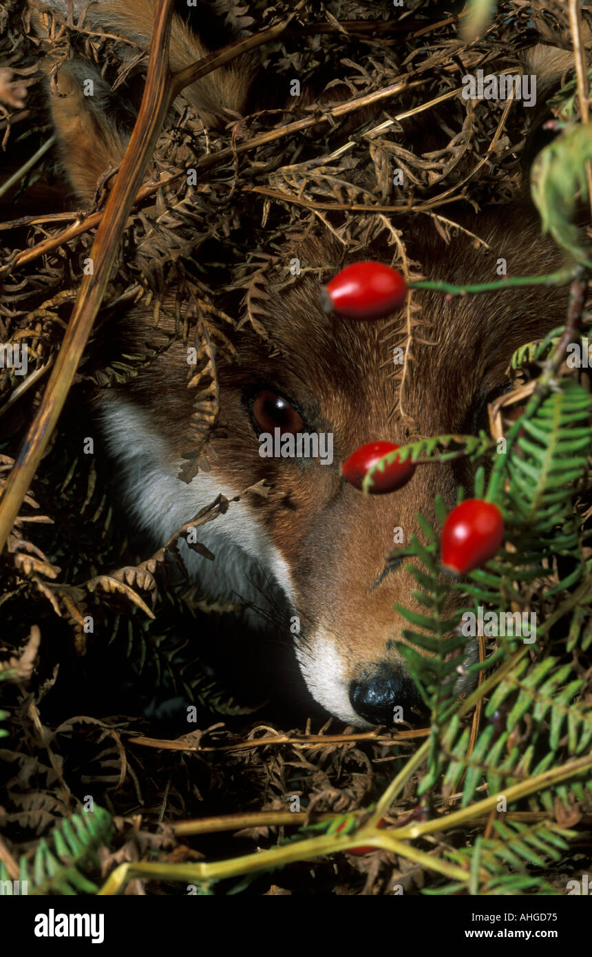 Fox and mask hi-res stock photography and images - Alamy