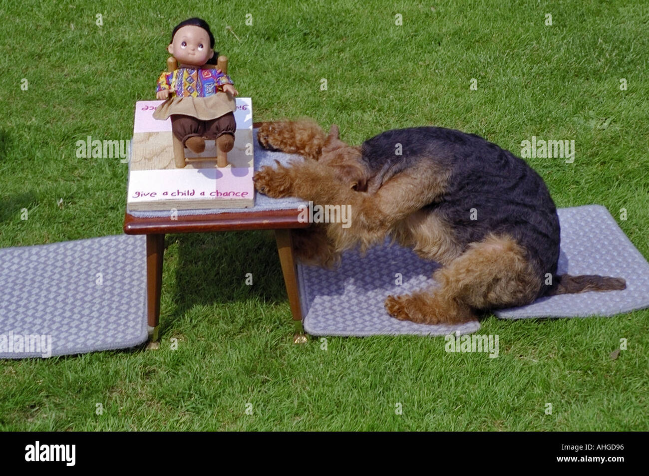 Dog preying on mat hi-res stock photography and images - Alamy
