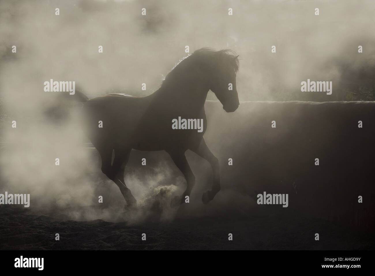 Hispano - running - dust Stock Photo - Alamy