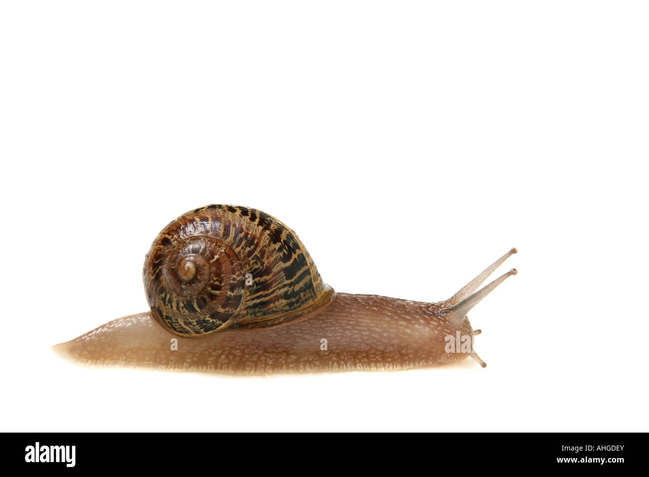 Snail on white background Stock Photo - Alamy