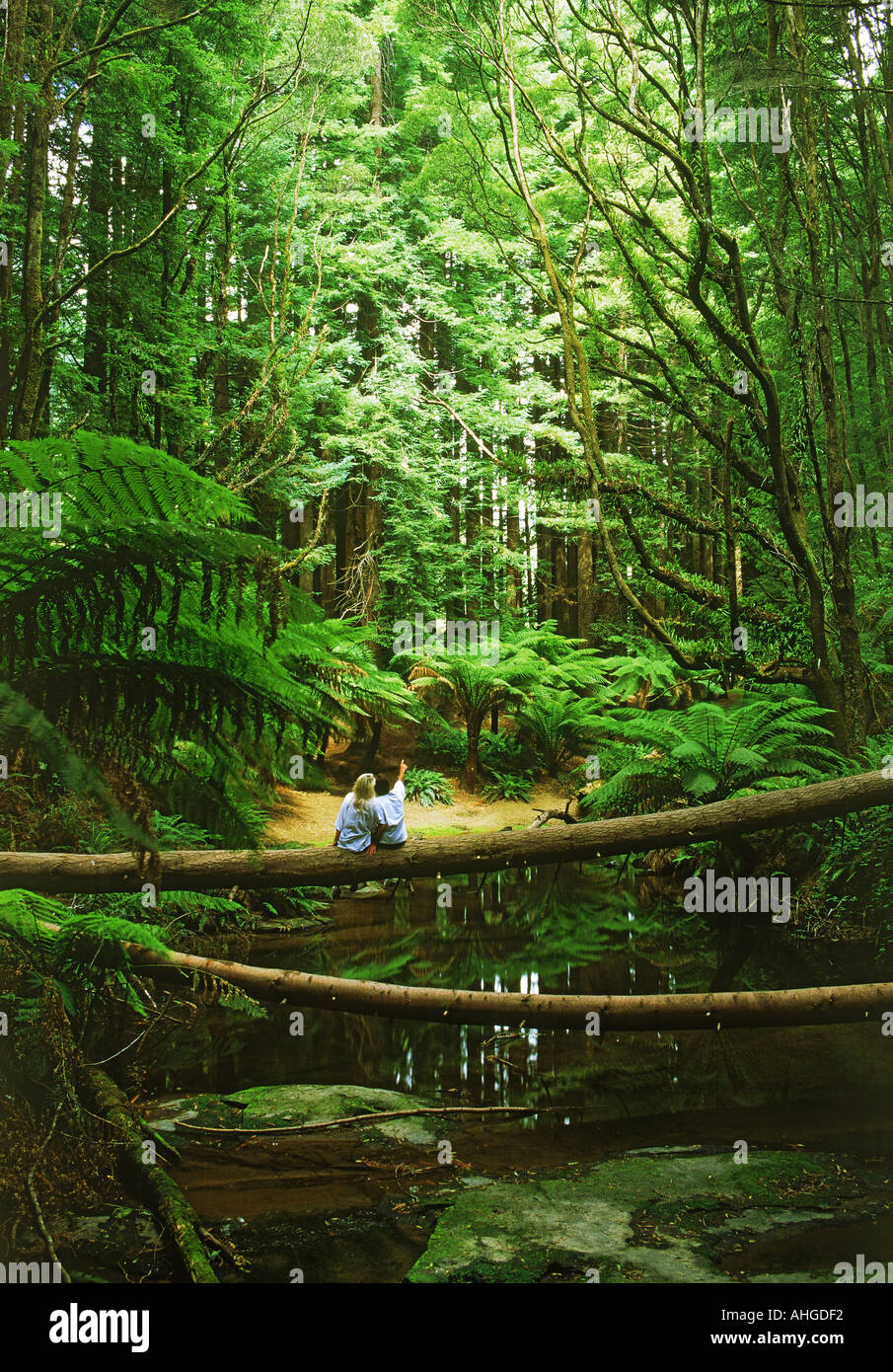 Couple amid rain forest in Otway Ranges of Victoria Australia Stock ...