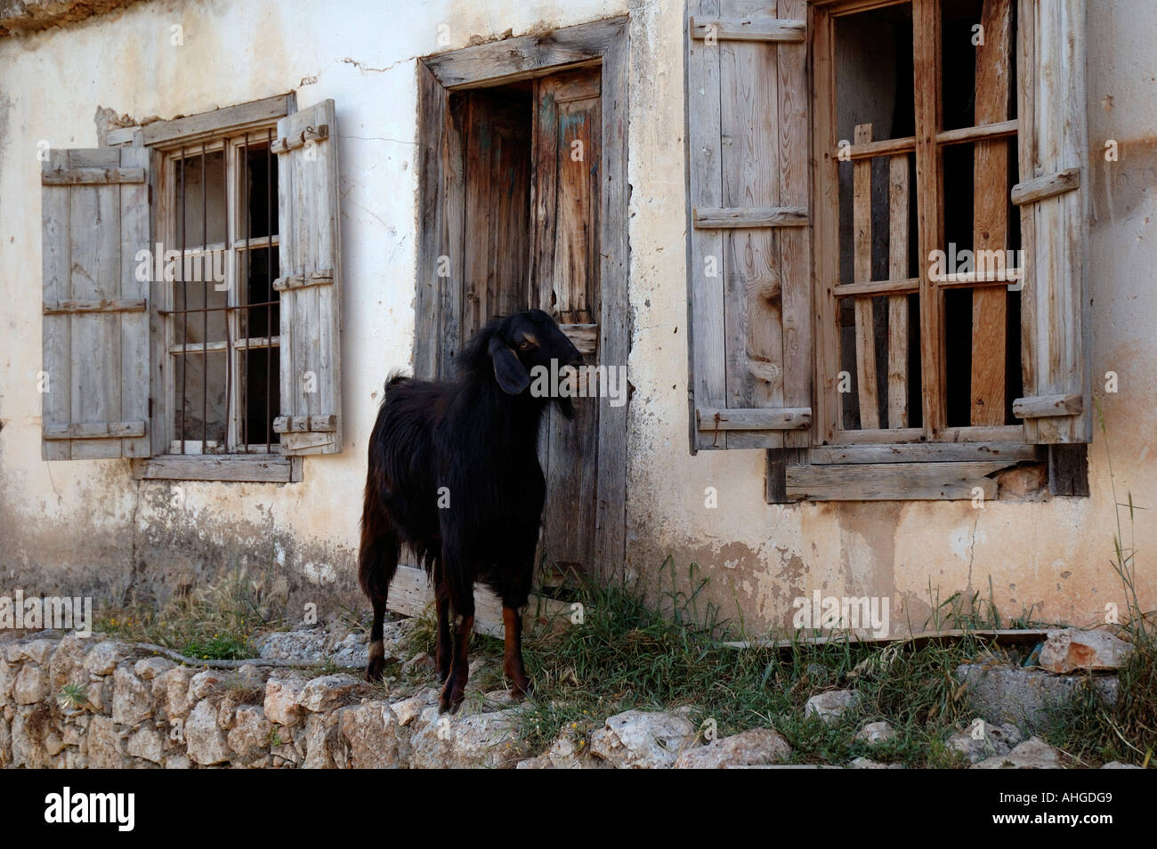 House goats hi-res stock photography and images - Alamy
