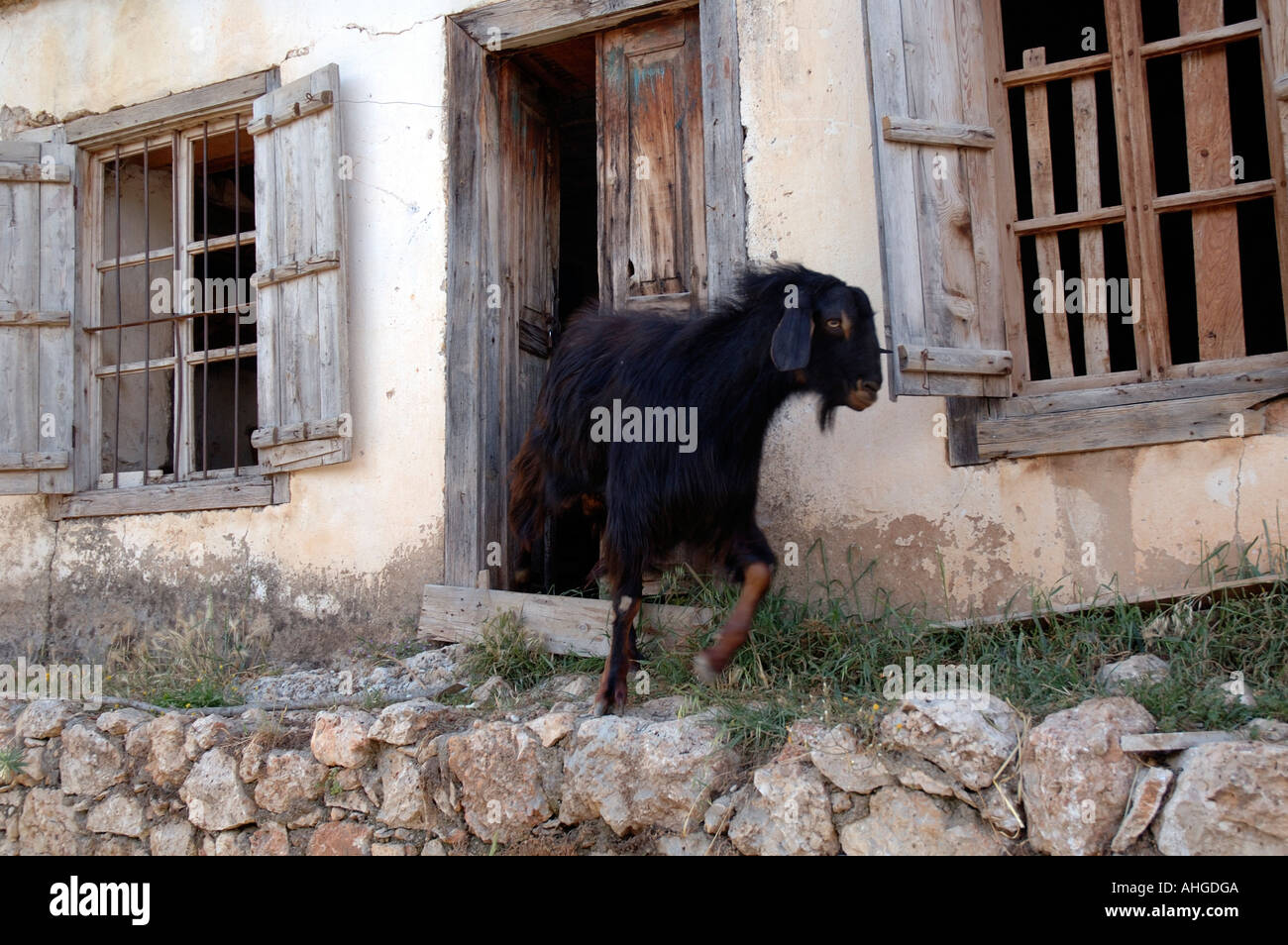 Goat coming out of a house on rural road in Southern Turkey Stock Photo ...