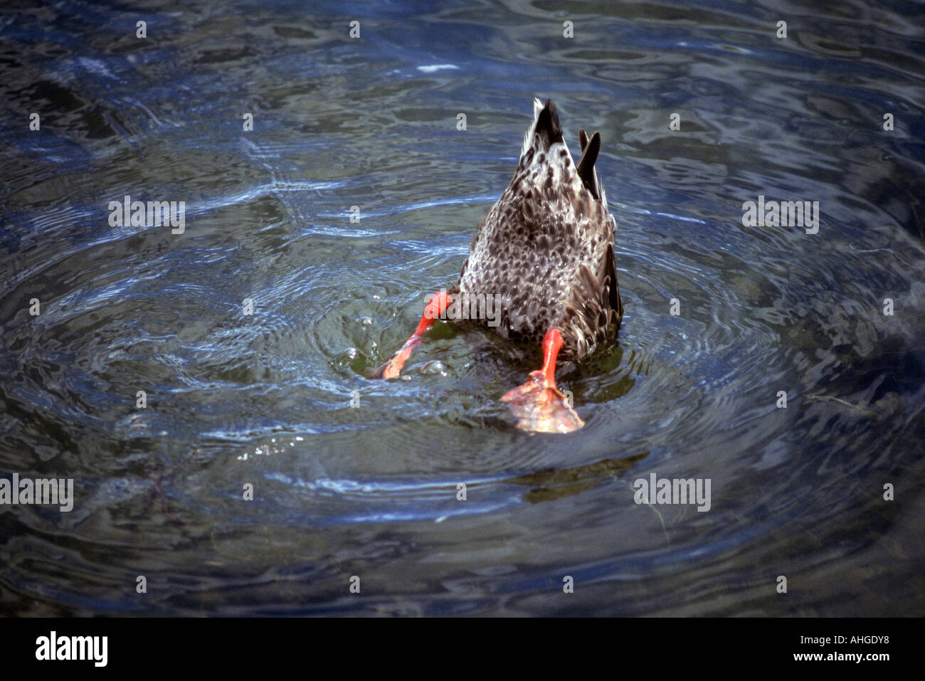 A duck goes sticks its head under the water and shows only its bottom ...
