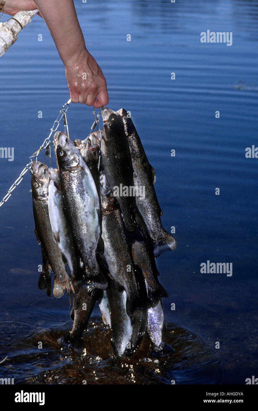 A hand hold a string of trout from a California Sierra Mountain lake ...