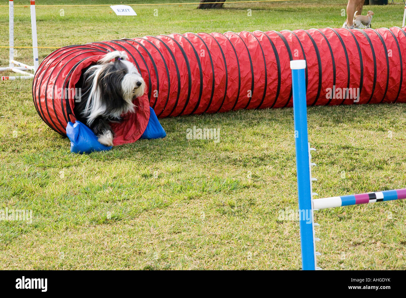 Trained furry dog running obstacle course Stock Photo - Alamy