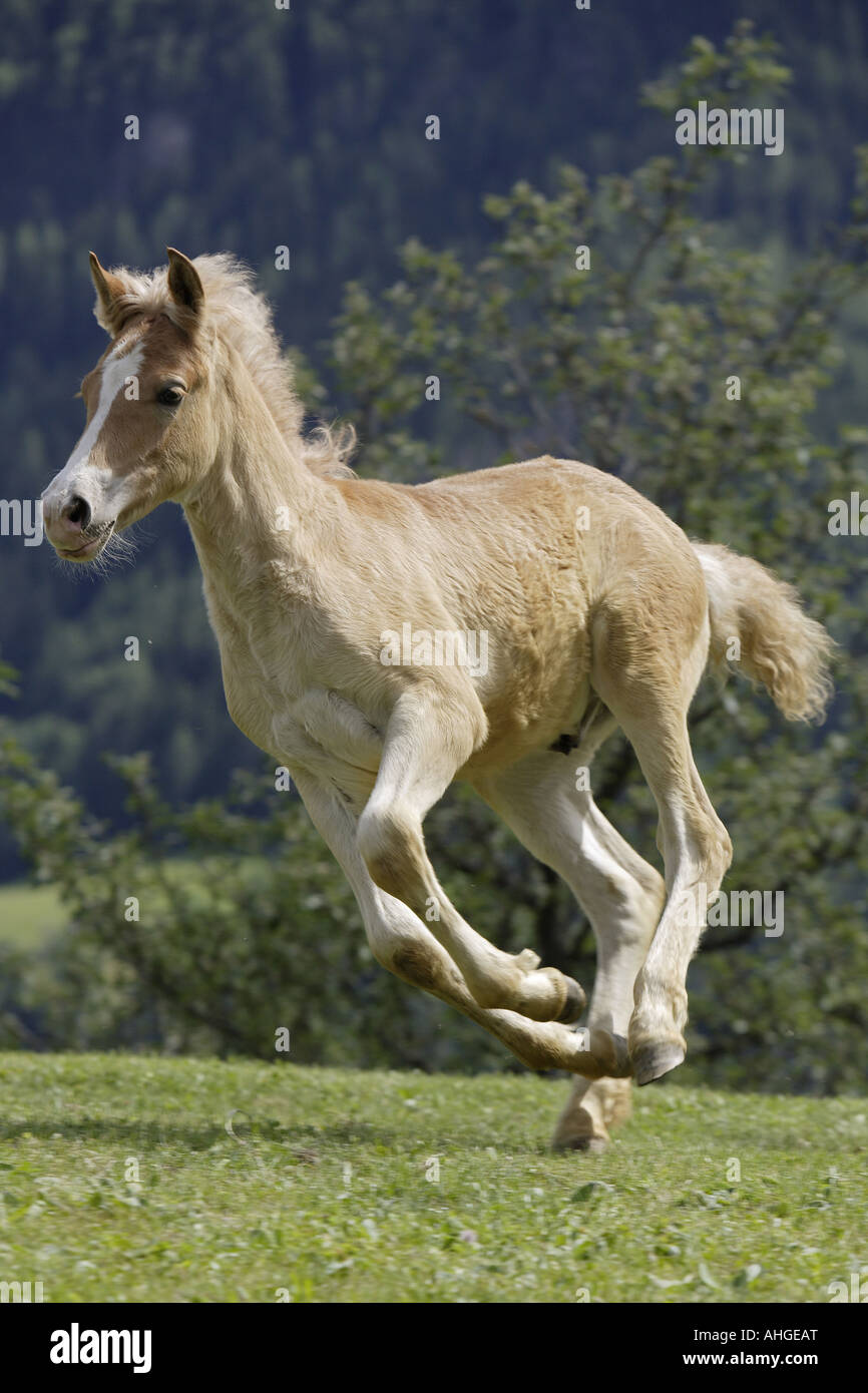 Haflinger - foal running on meadow Stock Photo - Alamy