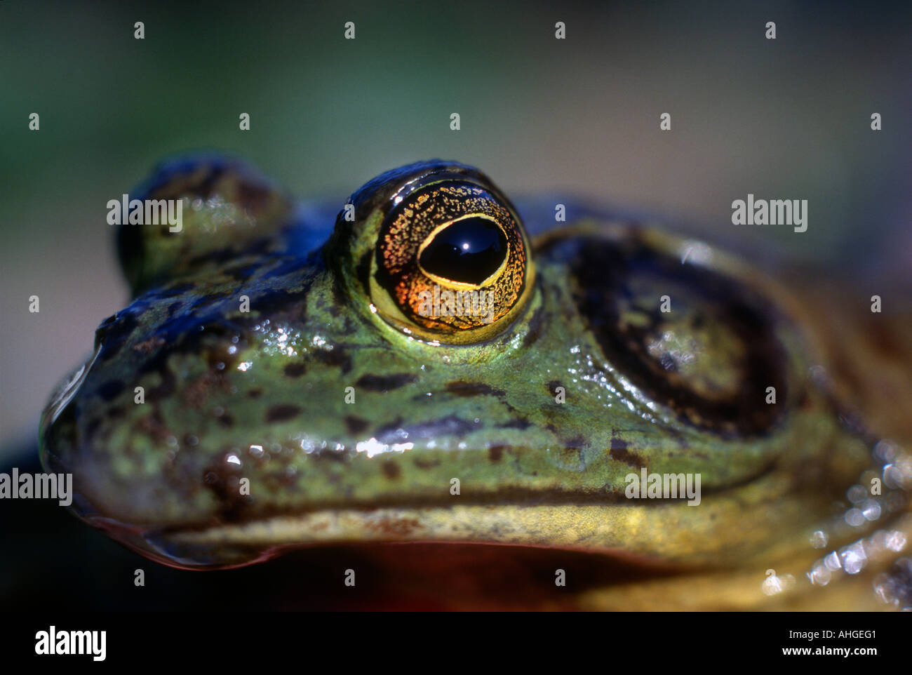 A close up of a green frog and its eye Stock Photo - Alamy
