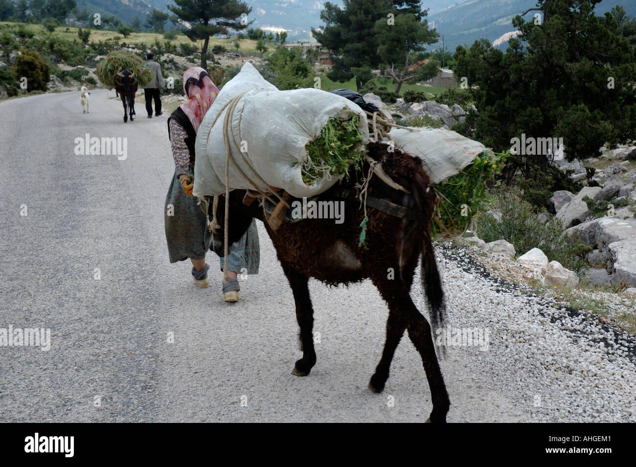 Turkish Man and woman on the road with their donkey loaded up with ...