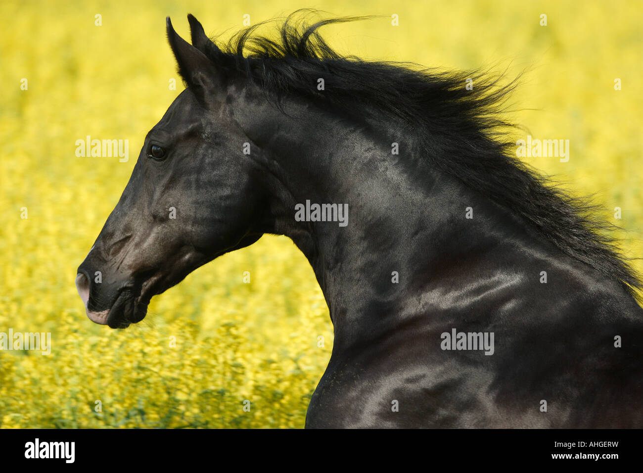 Holstein horse portrait Stock Photo - Alamy