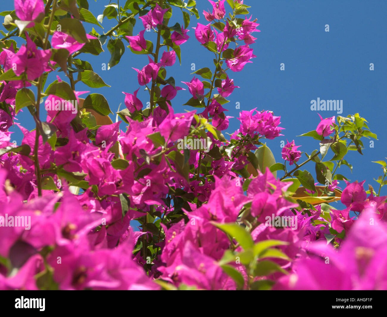 St elm mallorca hi-res stock photography and images - Alamy