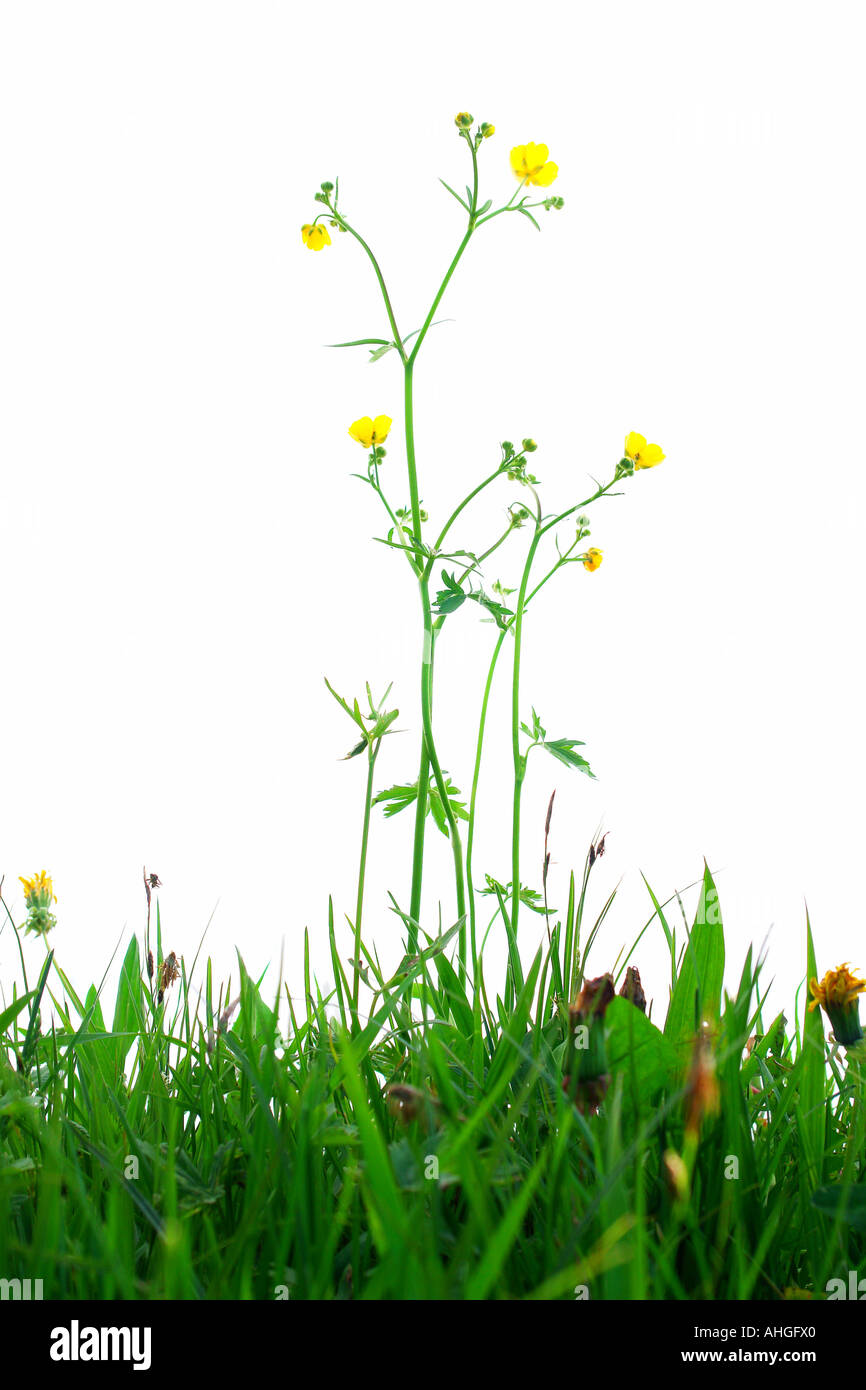 Springflowers isolated on white background with grass and soil Stock ...