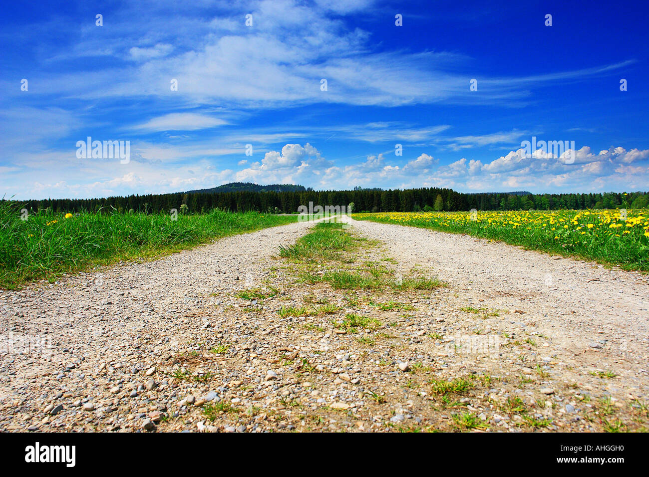 path through field Stock Photo - Alamy