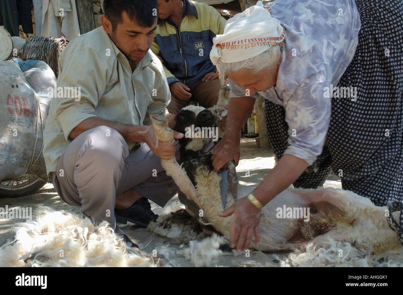 Sheep shearing in small village near Bezirgan in Southern Turkey Stock ...