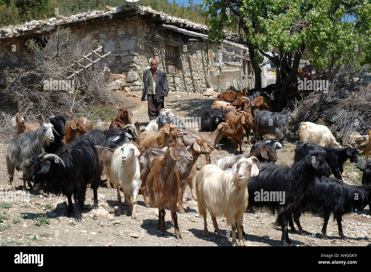 Turkey country farming hi-res stock photography and images - Alamy