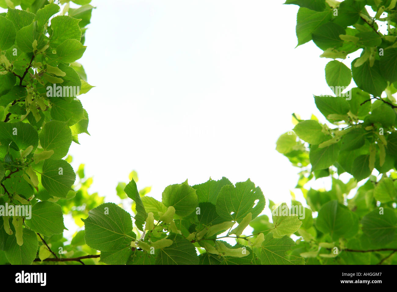 Fresh green leaves forming a natural frame border Stock Photo - Alamy