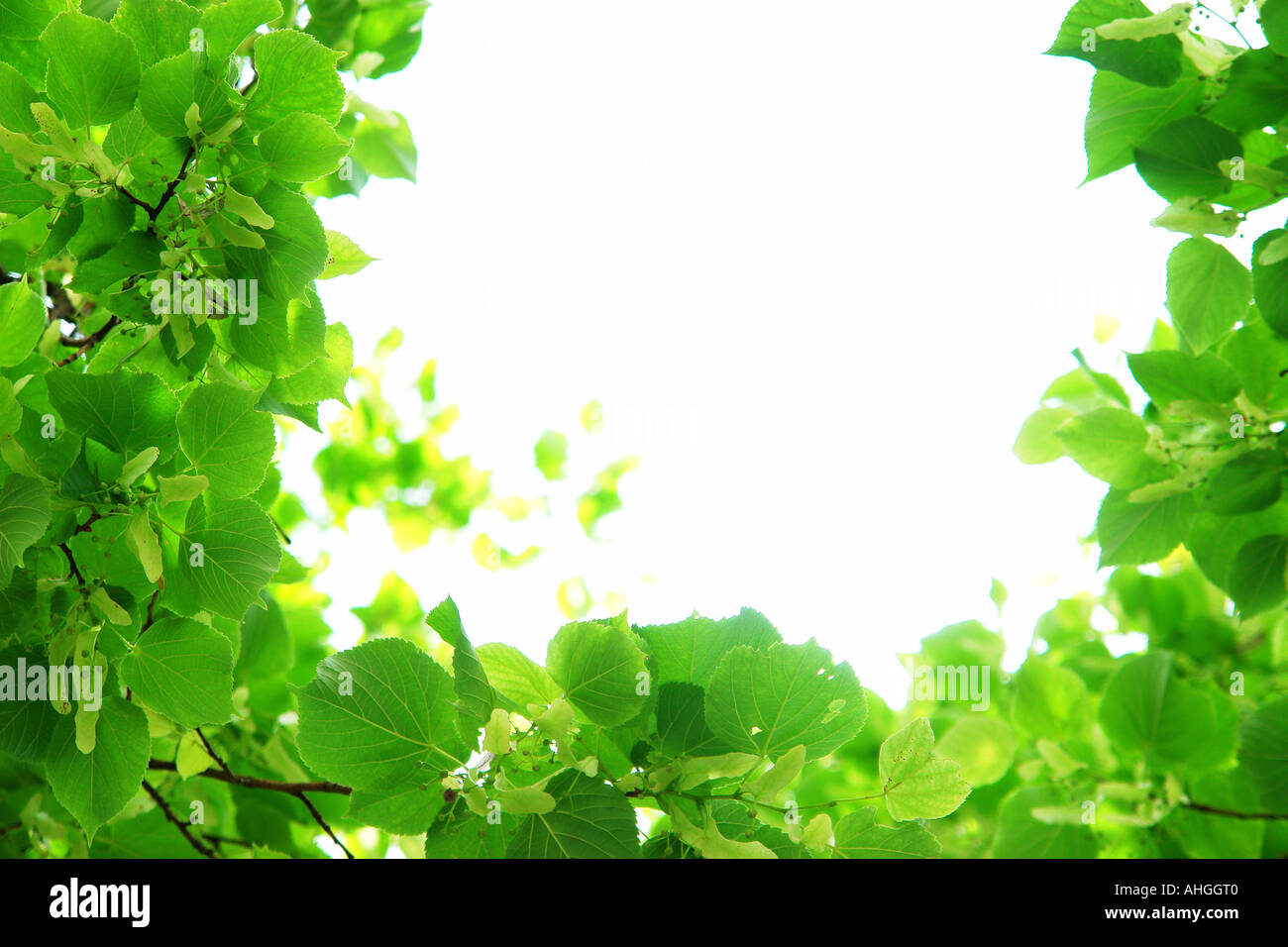Fresh green leaves forming a natural frame border Stock Photo - Alamy