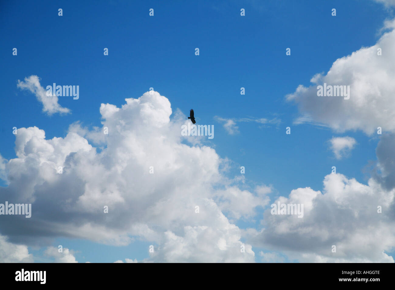 Against the bird hi-res stock photography and images - Alamy