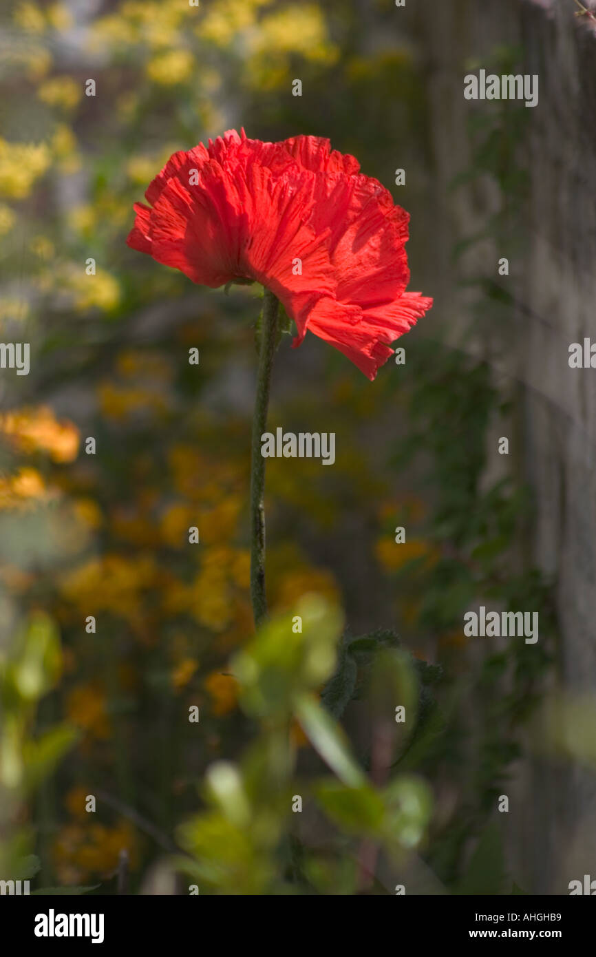 Bright red poppy, Papaver Rhoeas Stock Photo - Alamy