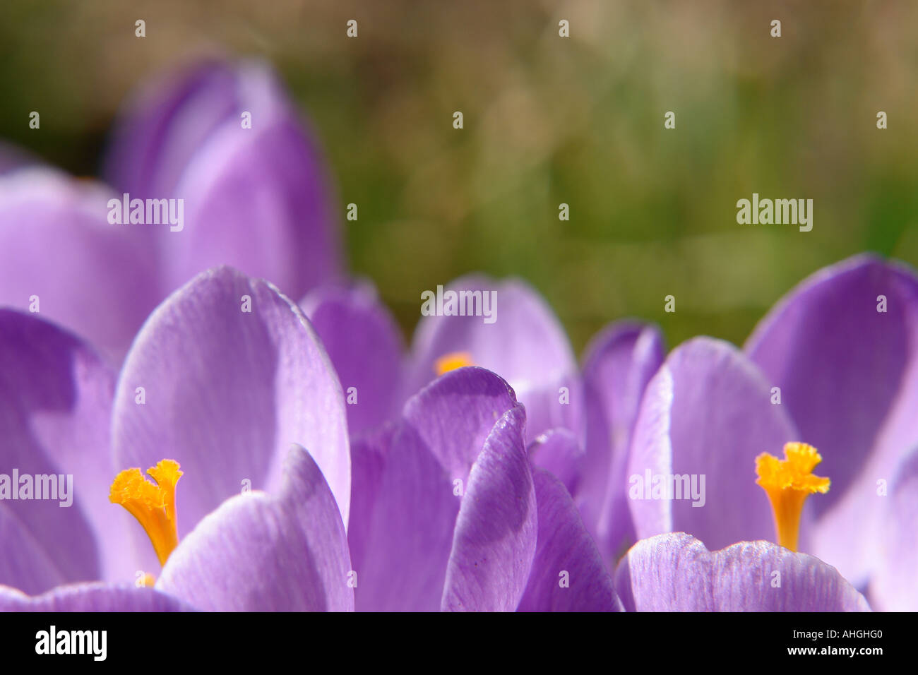 Purple crocus field depth hi-res stock photography and images - Alamy