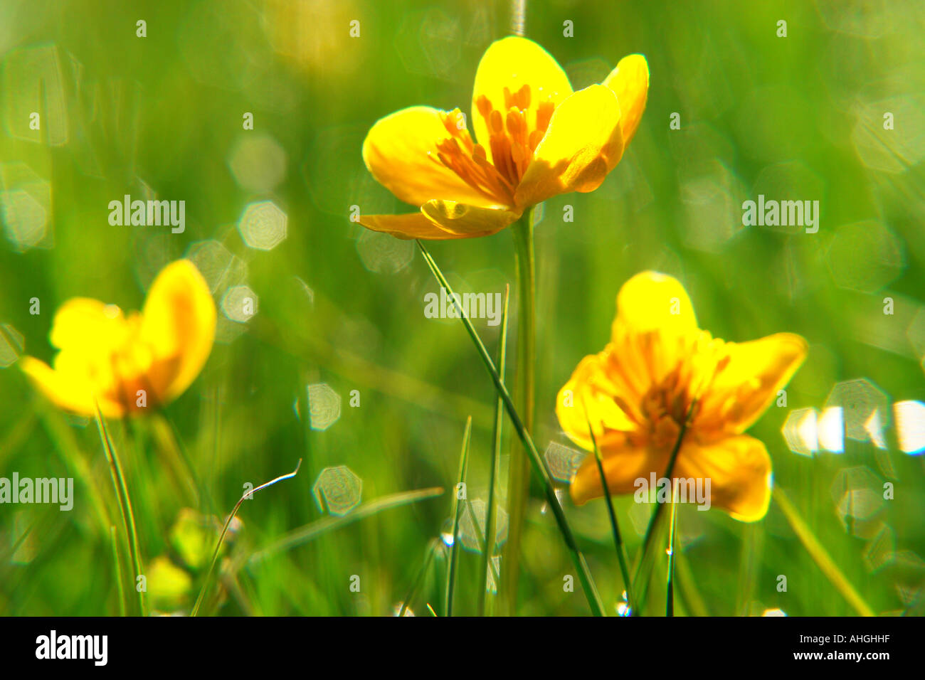 beautiful spring flowers Stock Photo - Alamy