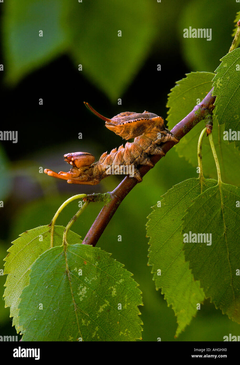 LOBSTER MOTH CATERPILLAR ON SILVER BIRCH Stock Photo - Alamy