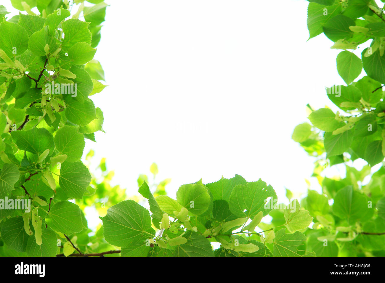 Fresh green leaves forming a natural frame border Stock Photo - Alamy