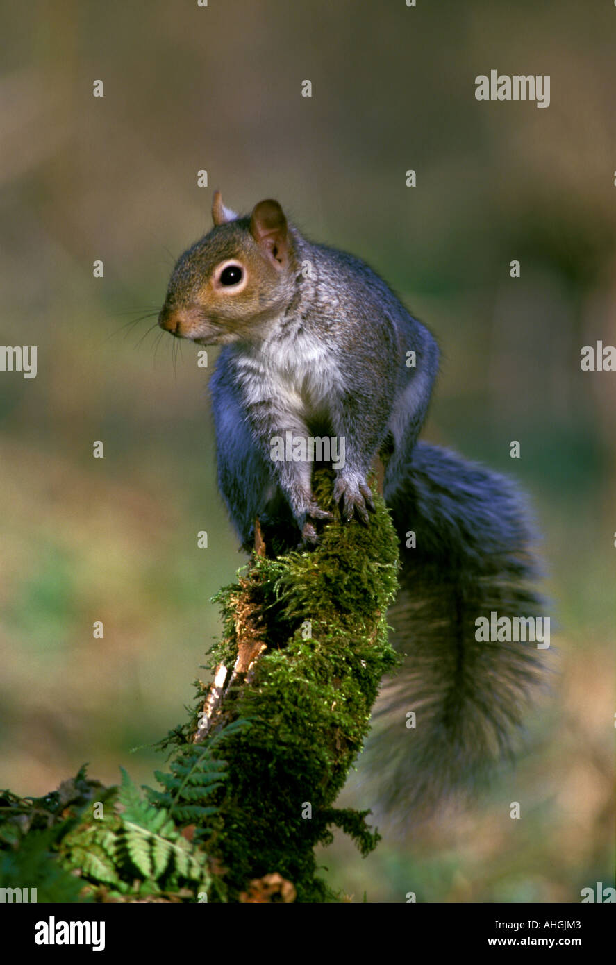 GREY SQUIRREL ON STUMP Stock Photo - Alamy