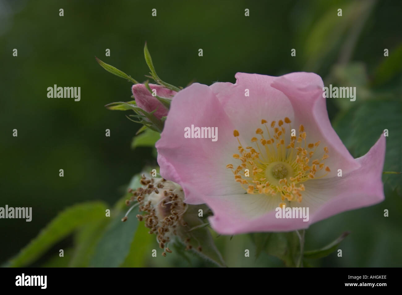 Dog Rose, Rosa Canina Stock Photo - Alamy