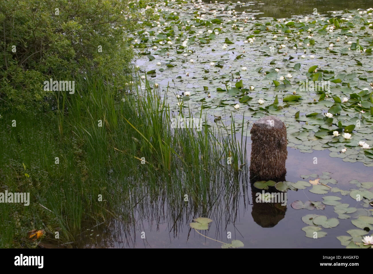 Lily pond wales united kingdom hi-res stock photography and images - Alamy