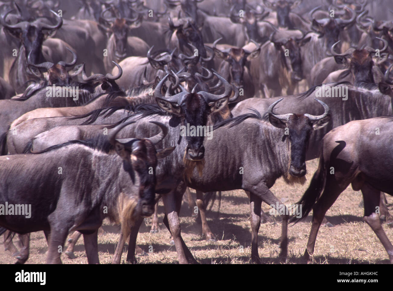 Herd of wildebeest migrating, close up Stock Photo - Alamy