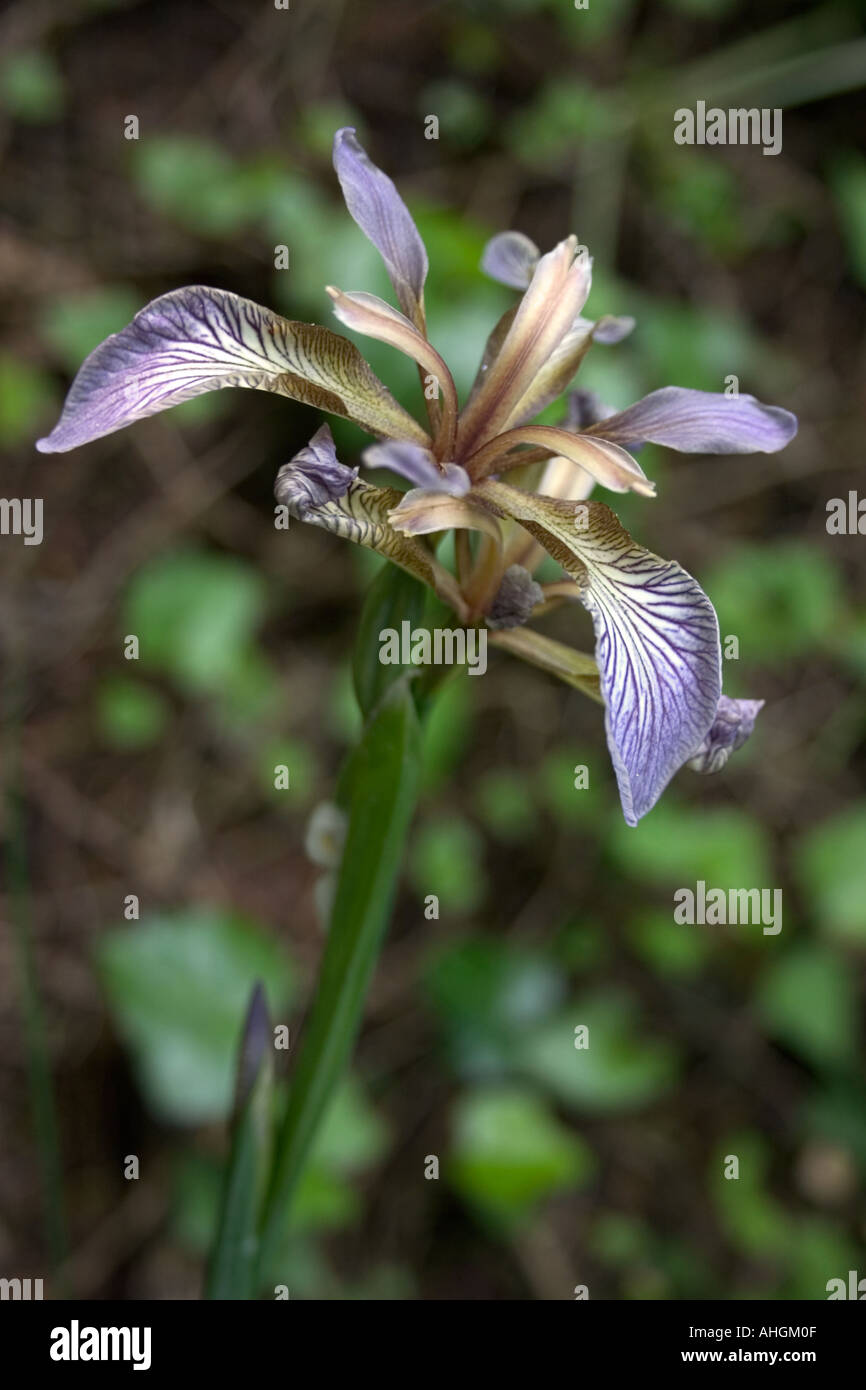 Stinking Iris, Iris Foetidissima Uk High Resolution Stock Photography ...