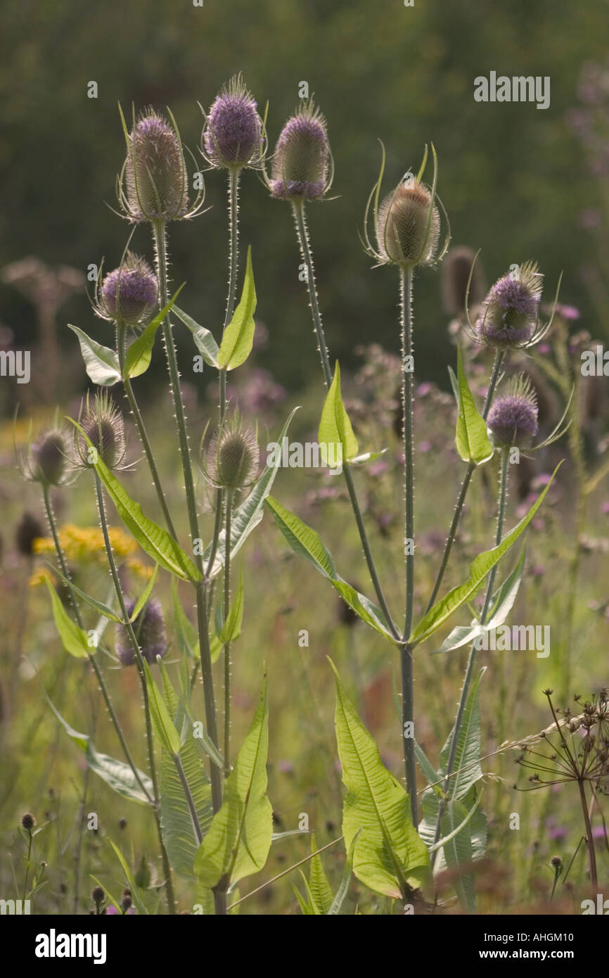 Tall teasel hi-res stock photography and images - Alamy