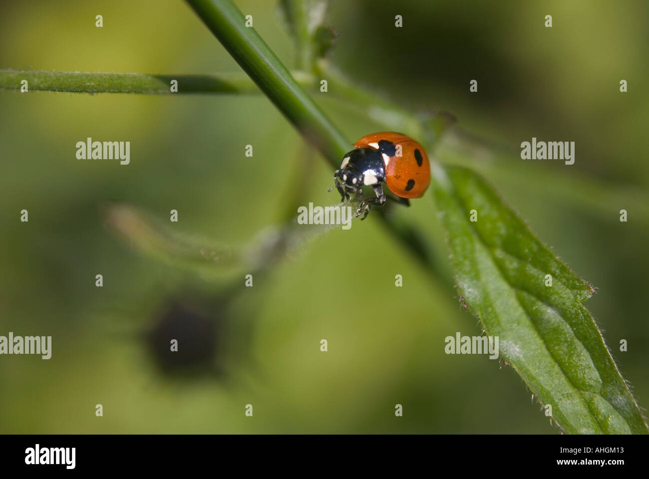 Ten-spot Ladybird, Adalia Decempunctata Stock Photo - Alamy