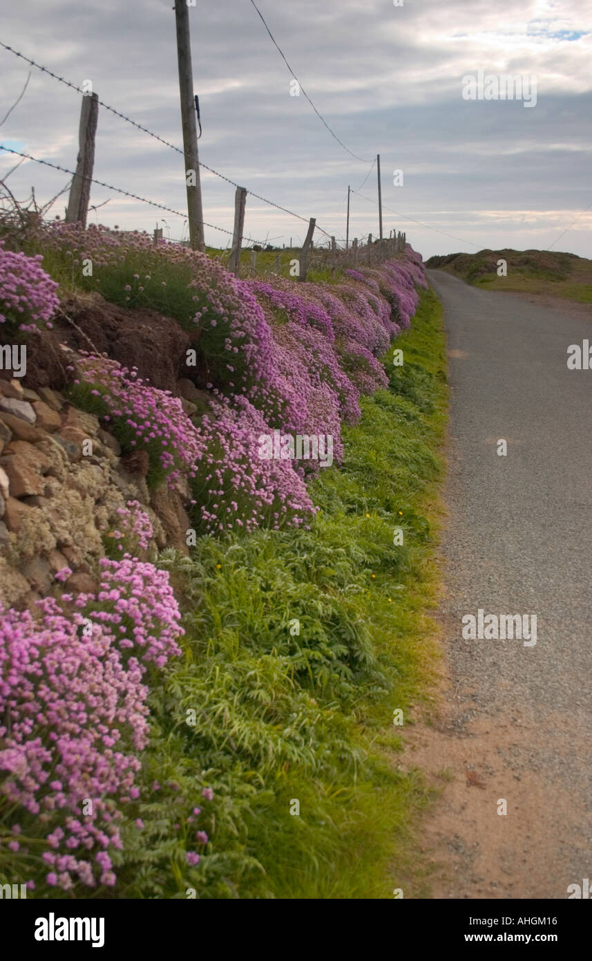 Welsh plant hi-res stock photography and images - Alamy