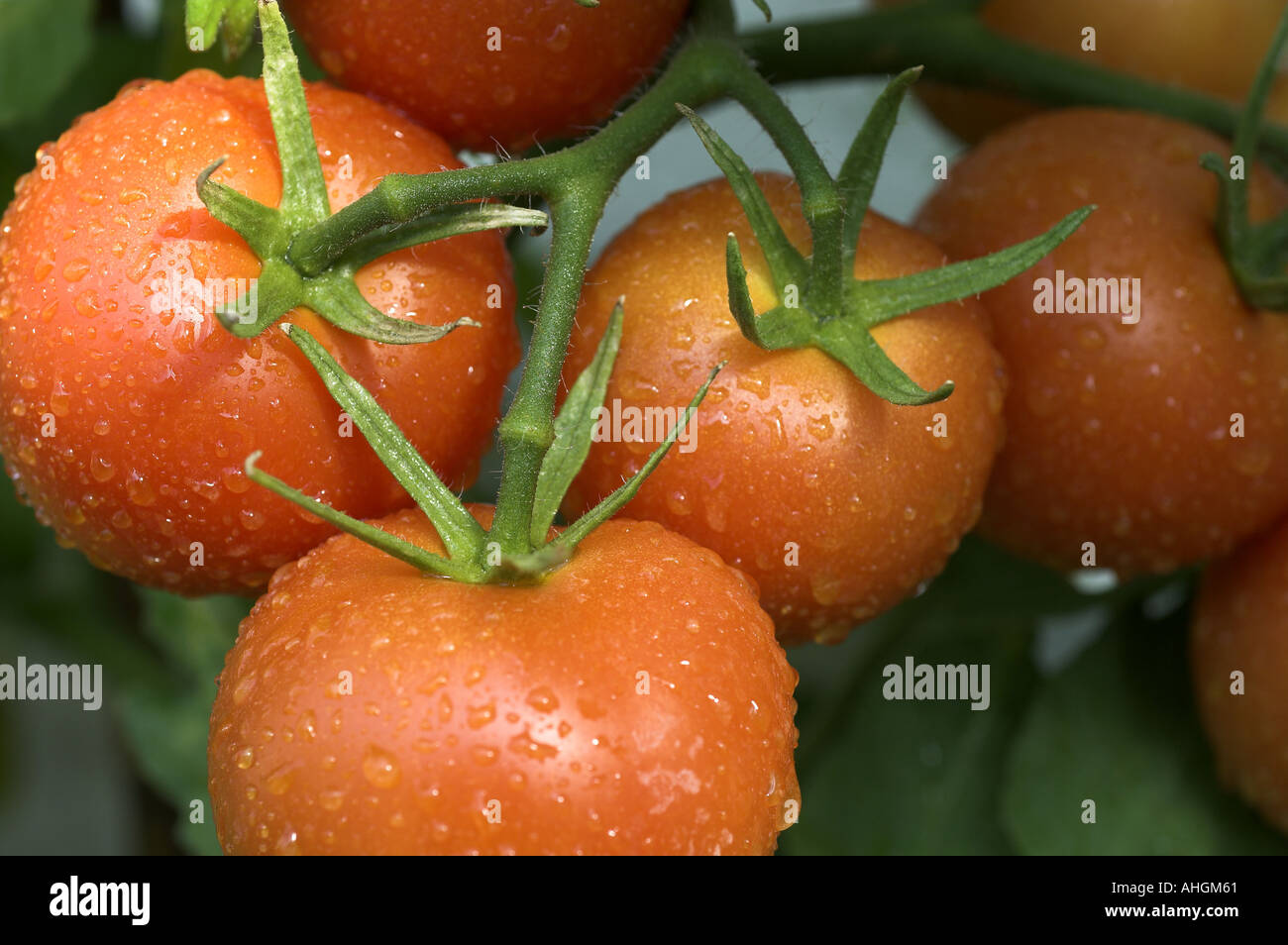 A healthy crop of organic tomatoes UK August Stock Photo - Alamy