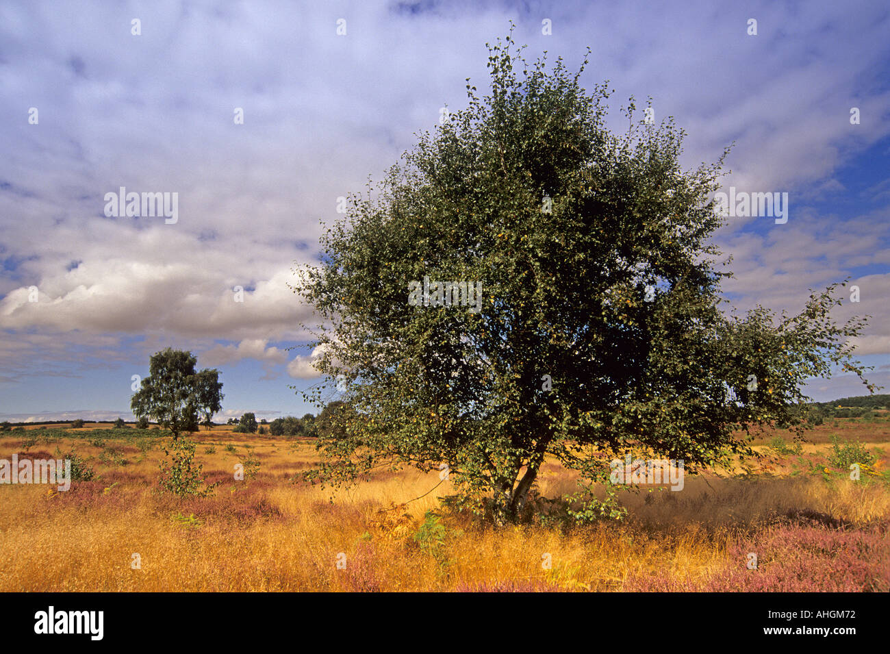 Birch tree on Heather and Bracken habitat Roydon common UK Stock Photo ...