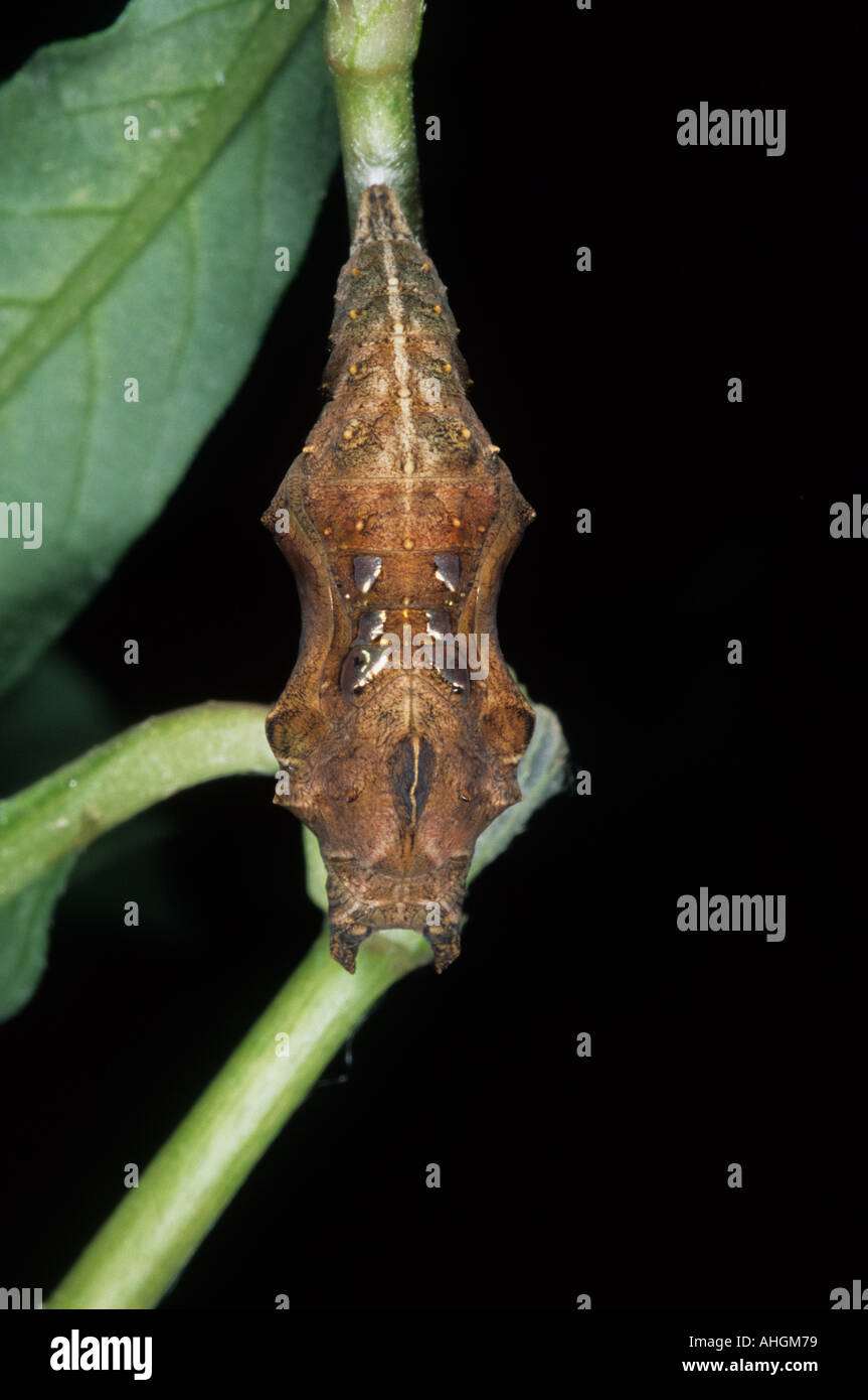 Comma butterfly chrysalis hi-res stock photography and images - Alamy