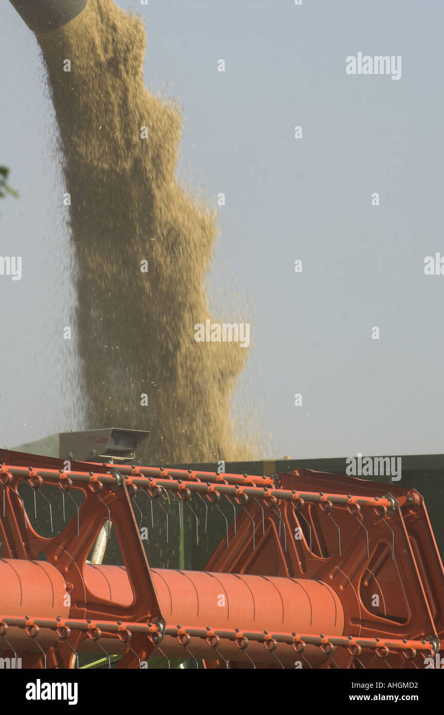 Grain transfer from combine to tractor during wheat harvest 01 Stock ...