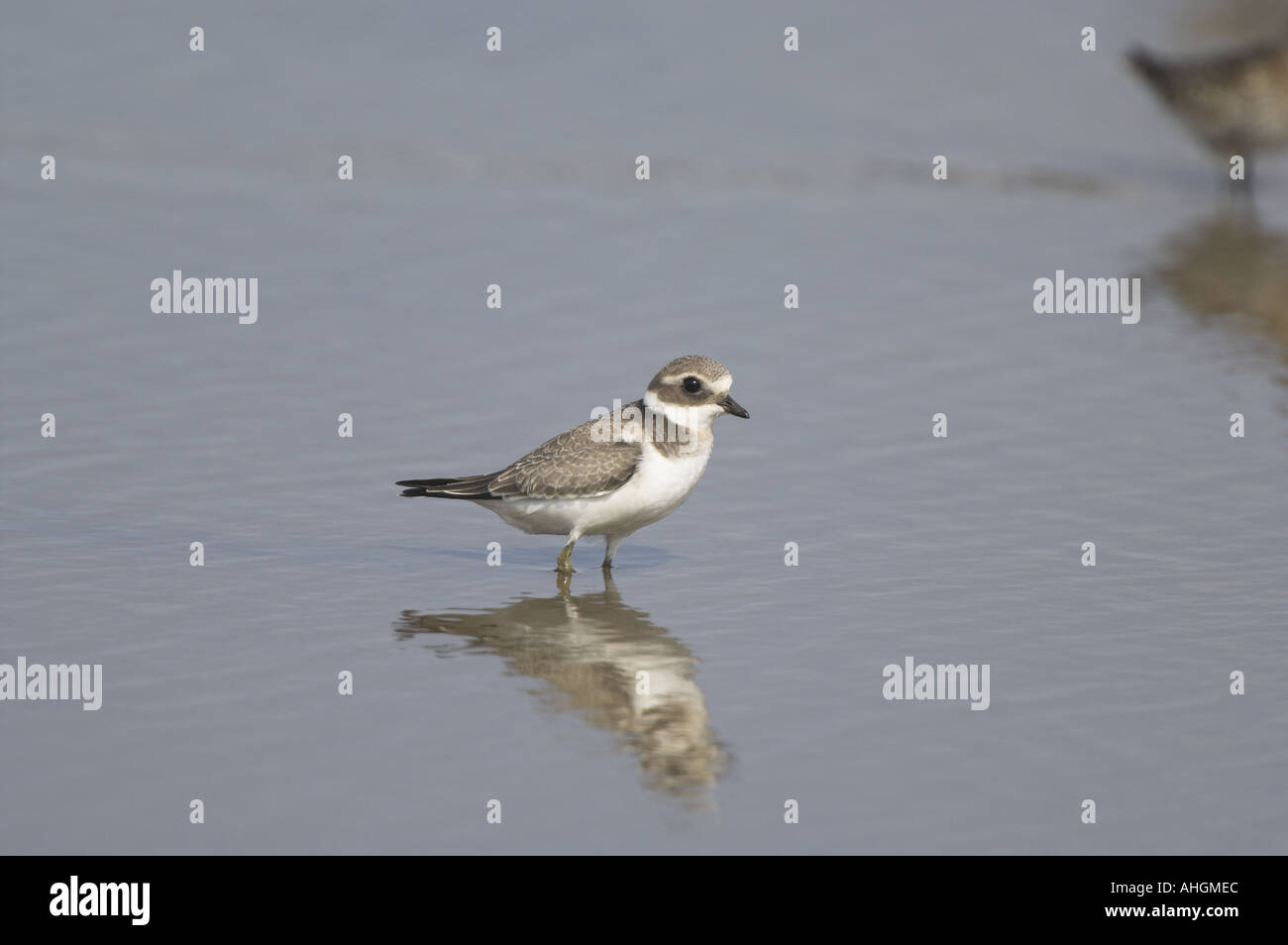 Juvenile ringed Plover charadrius hiaticula Stock Photo - Alamy