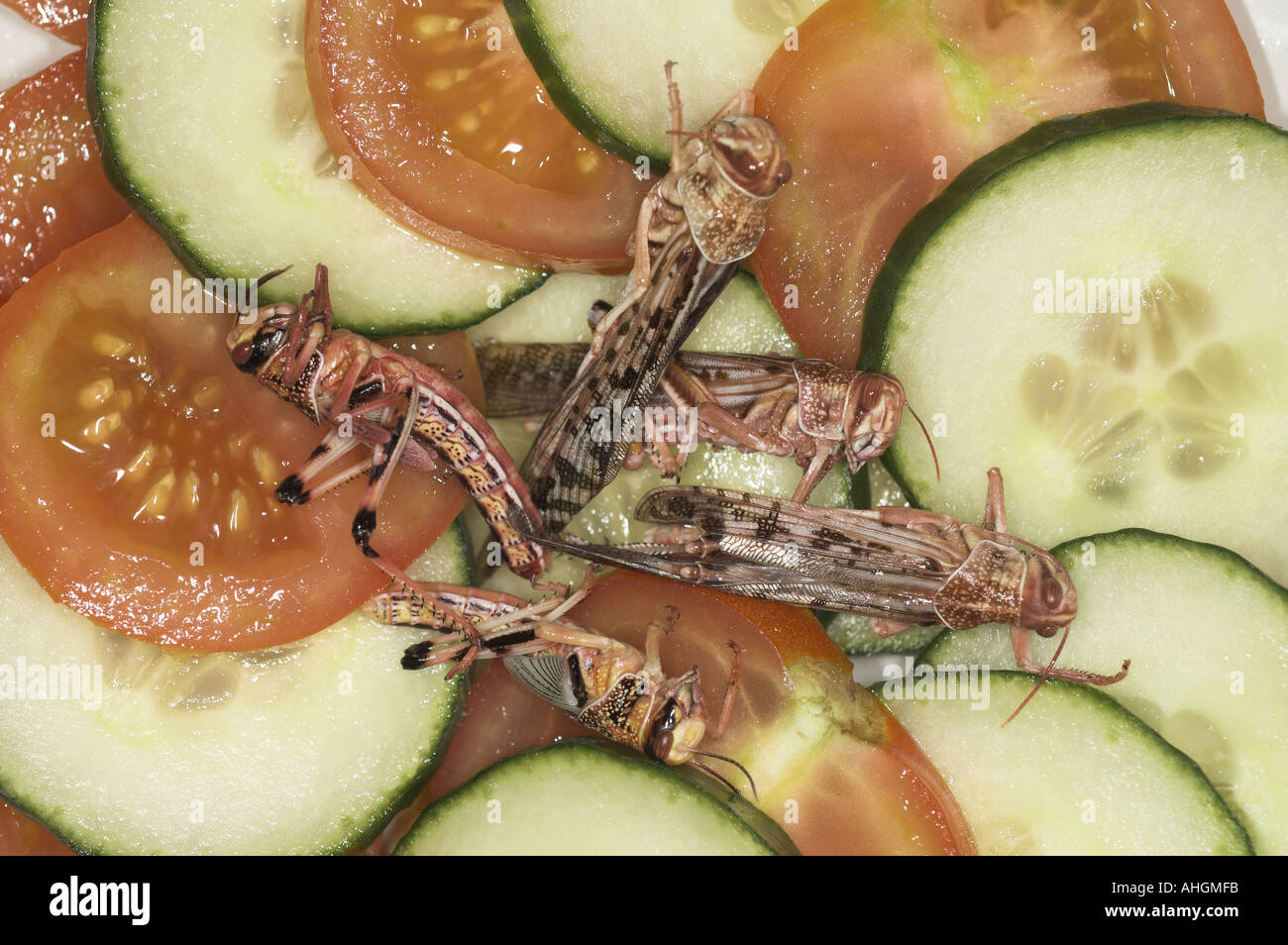 Entomophagy hi-res stock photography and images - Alamy