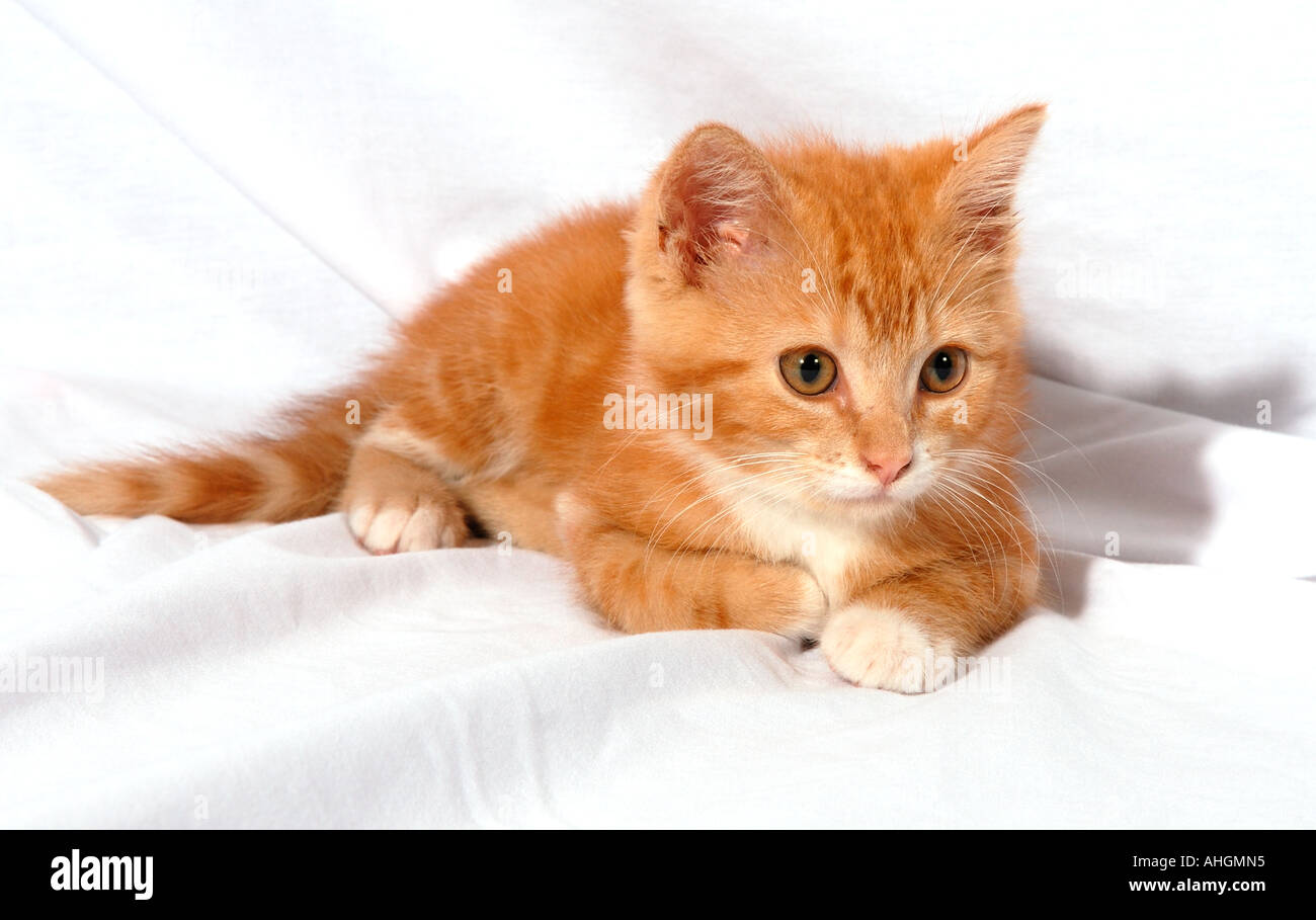 Gold domestic tabby kitten resting on sheet Stock Photo - Alamy