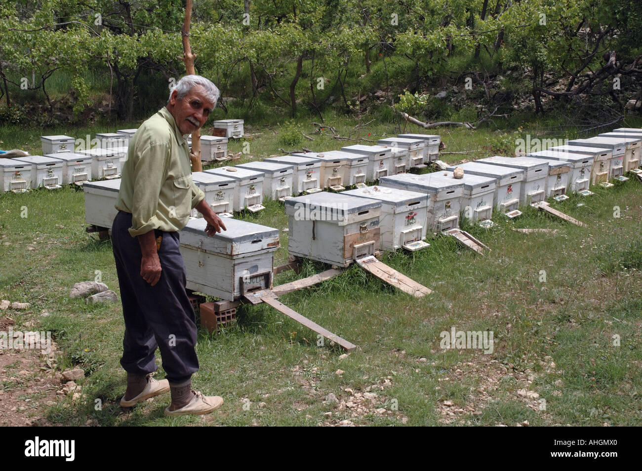 Beekeeping in back of village house in Southern Turkish hilltown ...