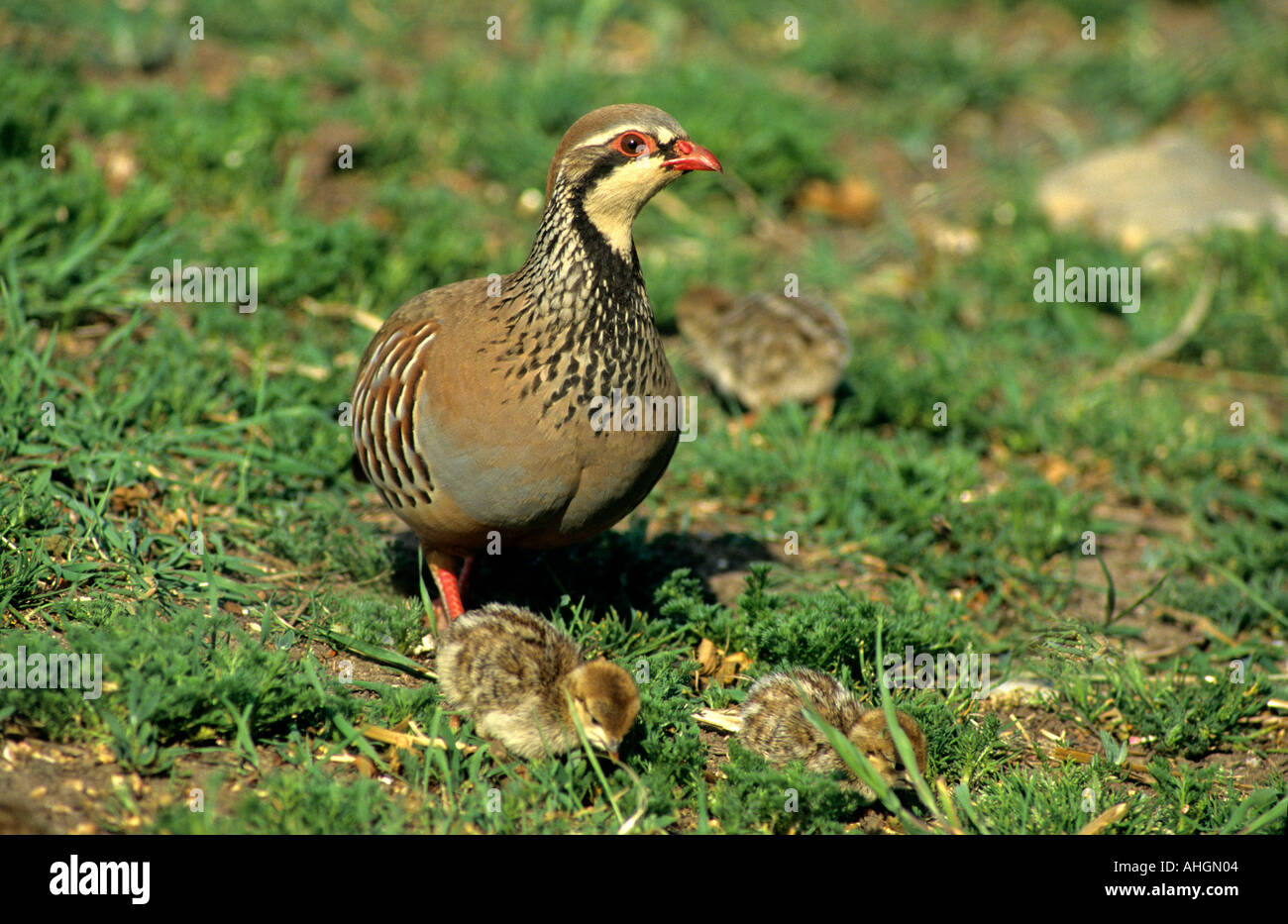 Red legged partridge alectoris rufa with young June UK Stock Photo - Alamy
