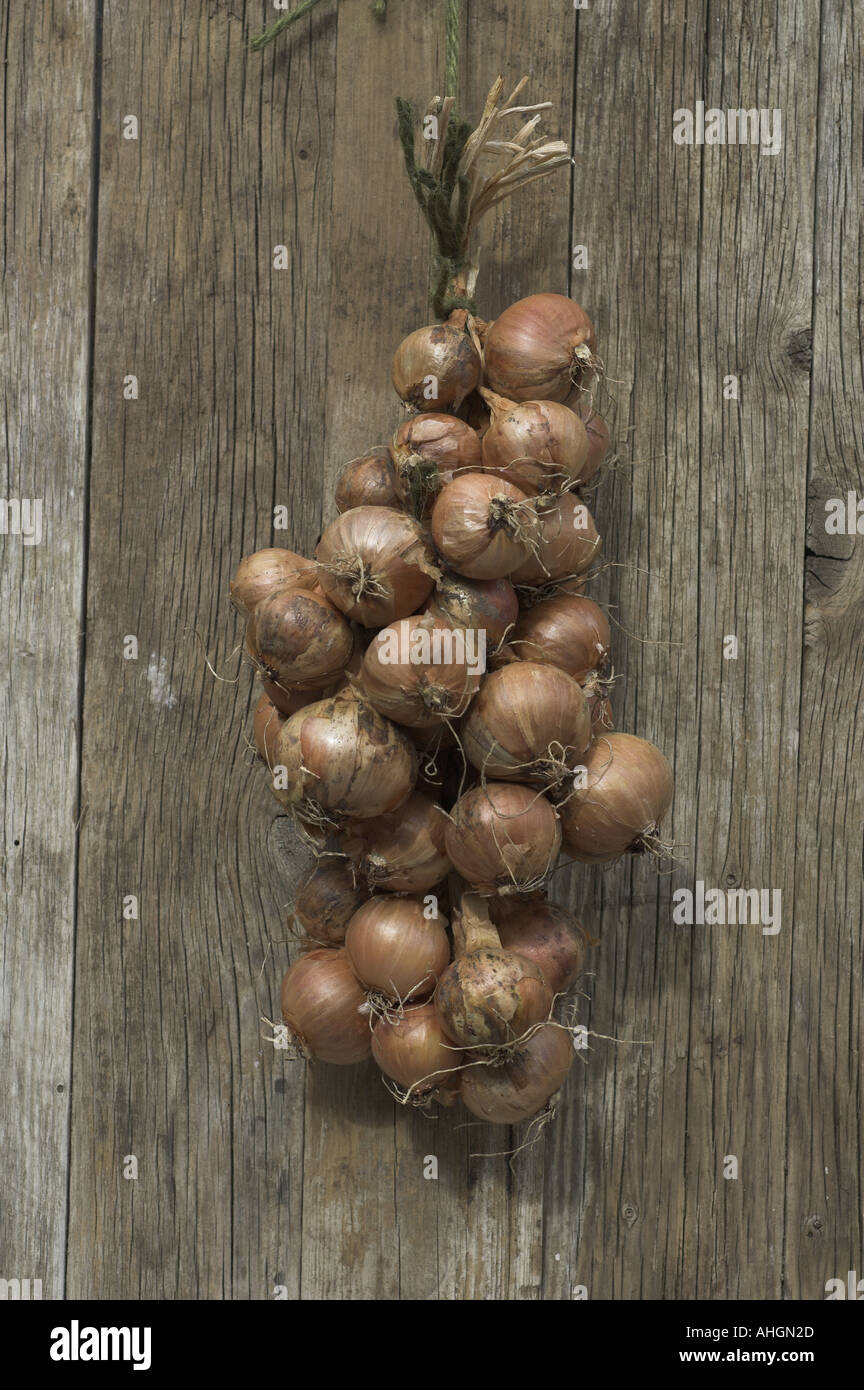 Images of shallots hi-res stock photography and images - Alamy