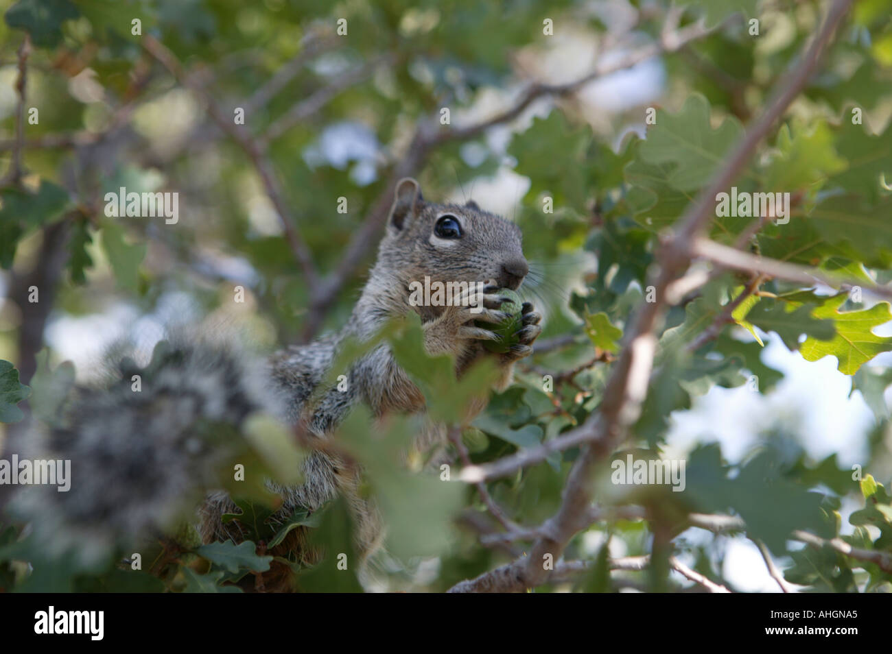abert squirrel with an acorn in a gambel oak at the edge of the grand ...