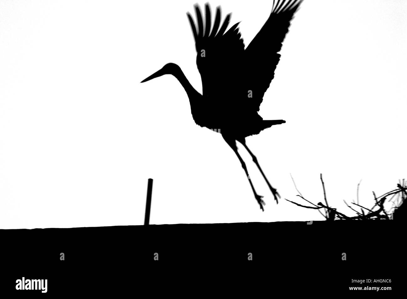 silhouette of a flying stork Stock Photo - Alamy