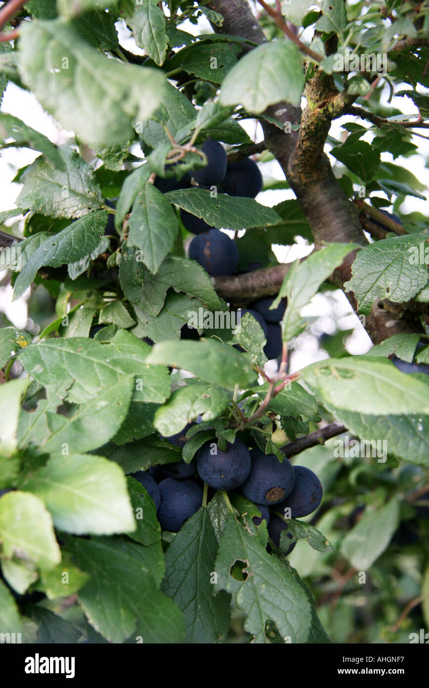 Berries growing wild in the countryside hi-res stock photography and ...