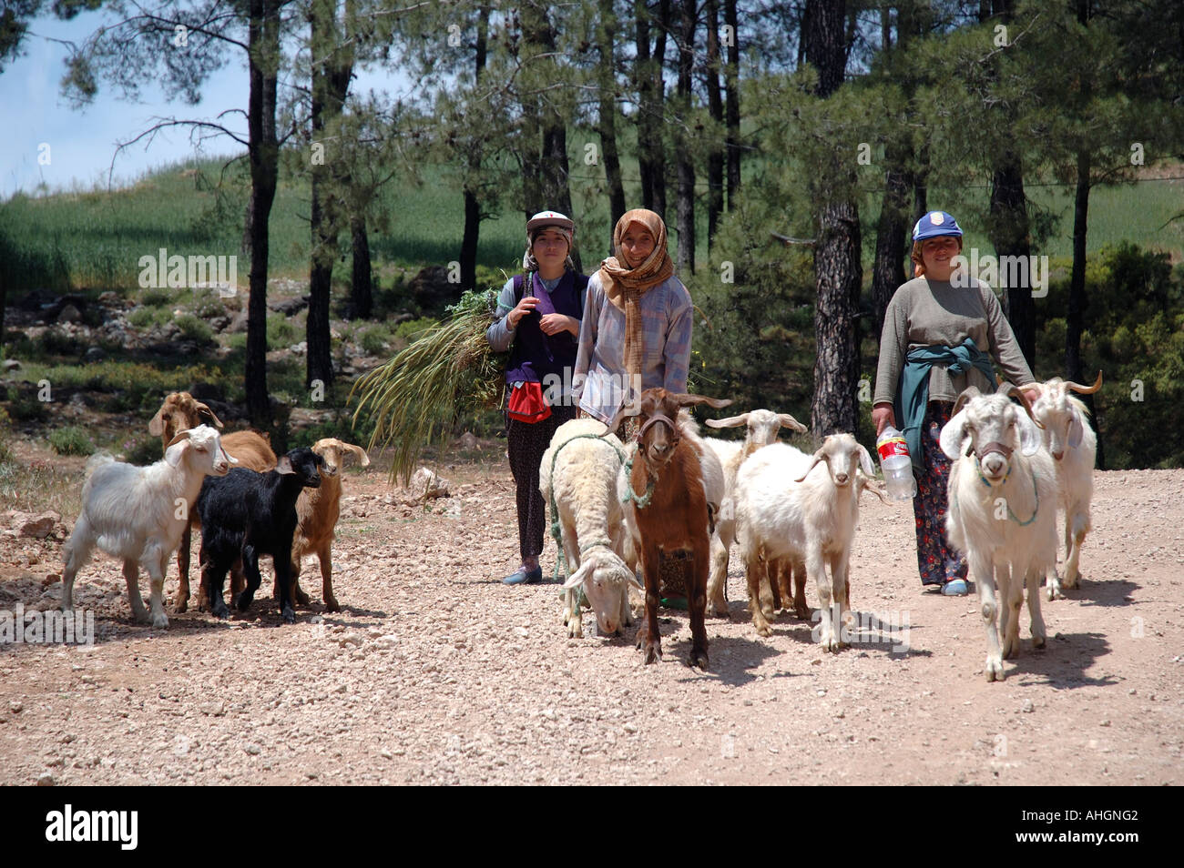 Women on mountain road with goats and sheep looking for pasture land ...