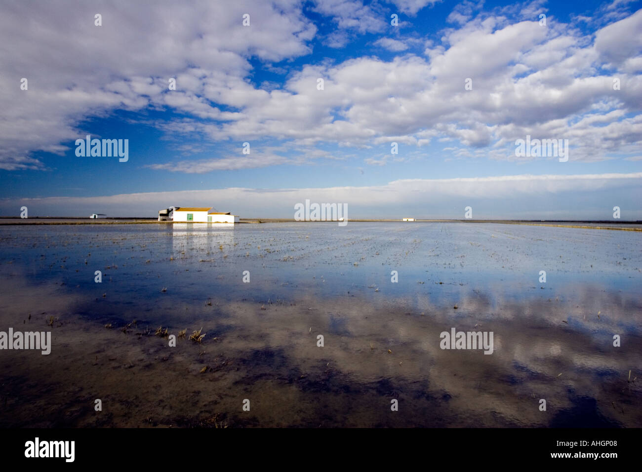 Rice Fields Isla Mayor Spain Stock Photo - Alamy